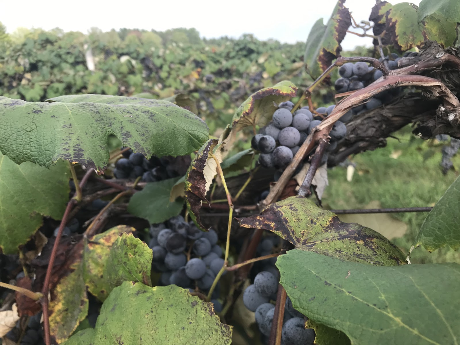 Bottle That SWMichigan Grape Scent With Our Homemade Juice Recipe ...